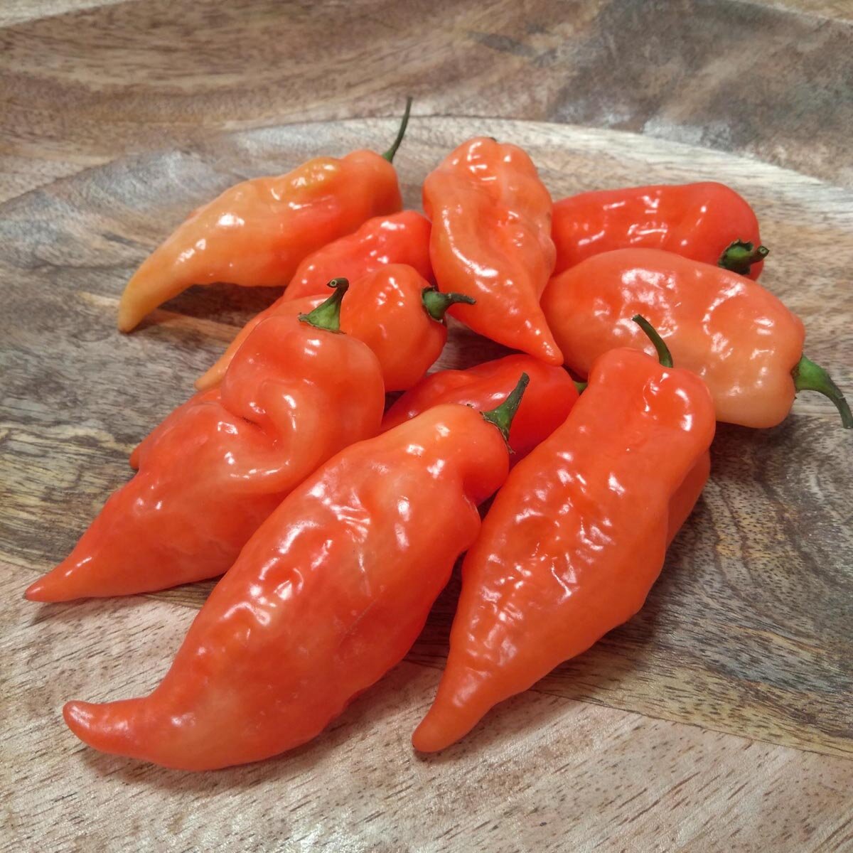 Peperoncino 'Habanada' (Capsicum chinense) semi