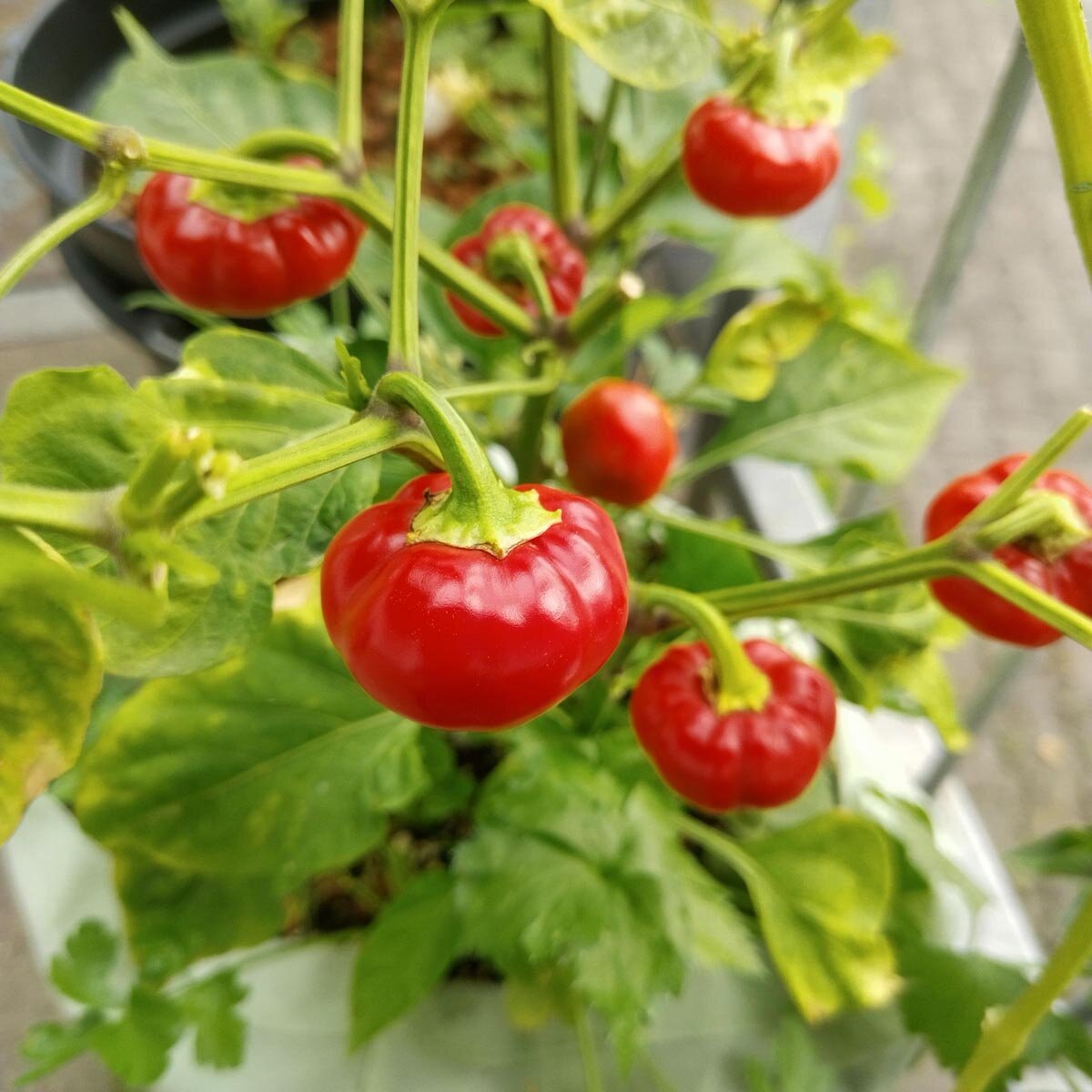 Peperoncino delicato 'Paradiso' (Capsicum frutescens) biologico semi