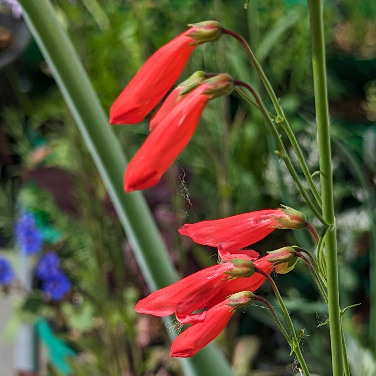Penstemon barbatus 'Coccineus' (Penstemon barbatus) semi