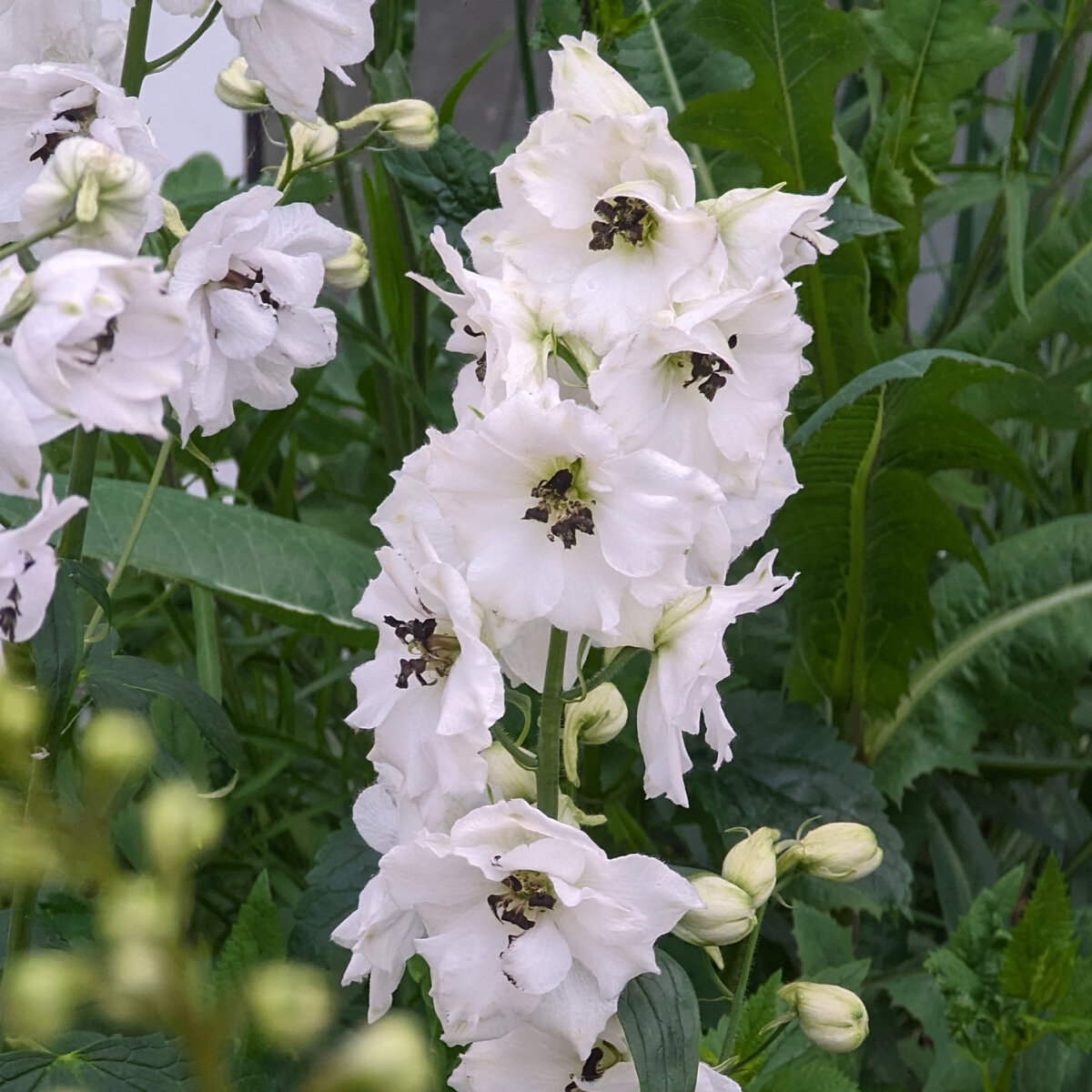 Delphinium 'White, Dark Bee' (Delphinium cultorum) semi
