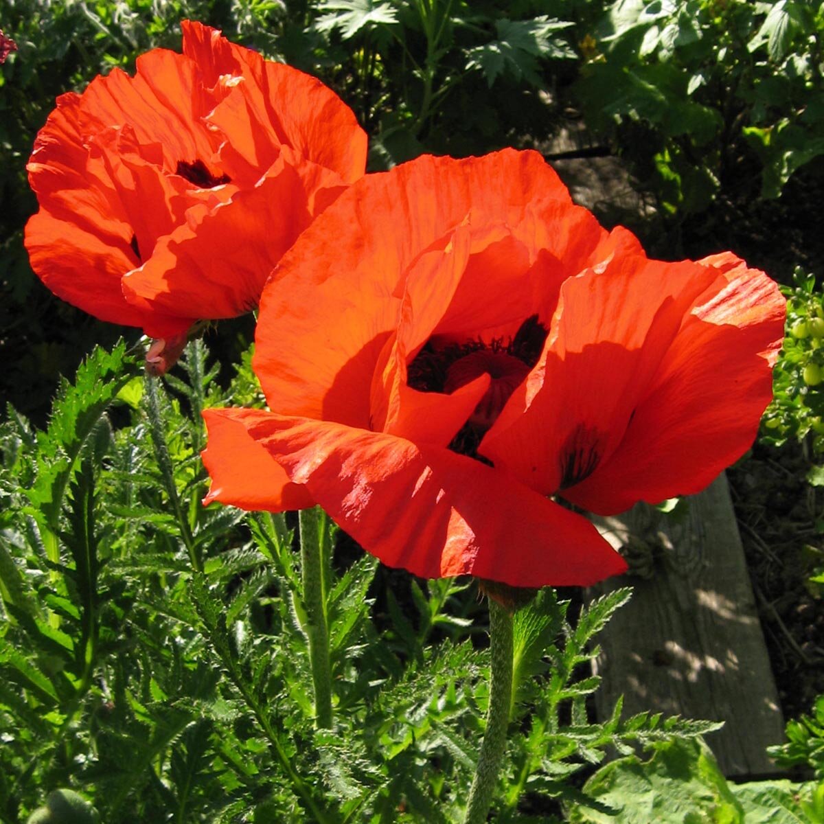 Papavero orientale 'Allegro' (Papaver orientale) semi