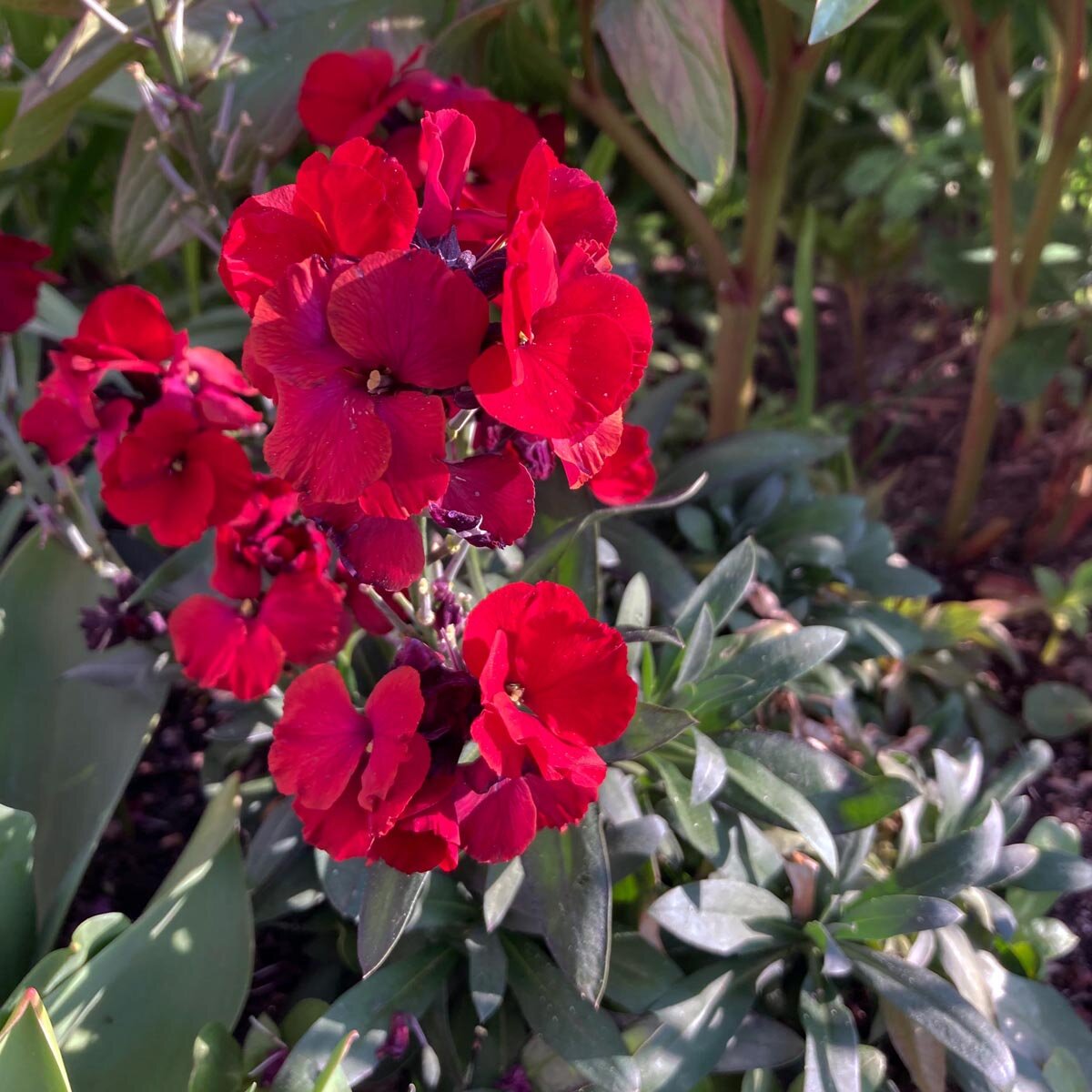 Violaciocca 'Scarlet Emperor' (Erysimum cheiri) semi