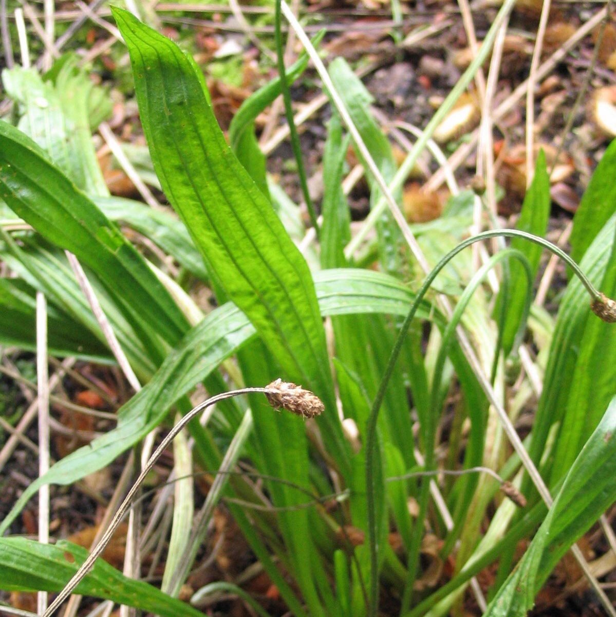 Piantaggine lanciuola (Plantago lanceolata) biologica semi