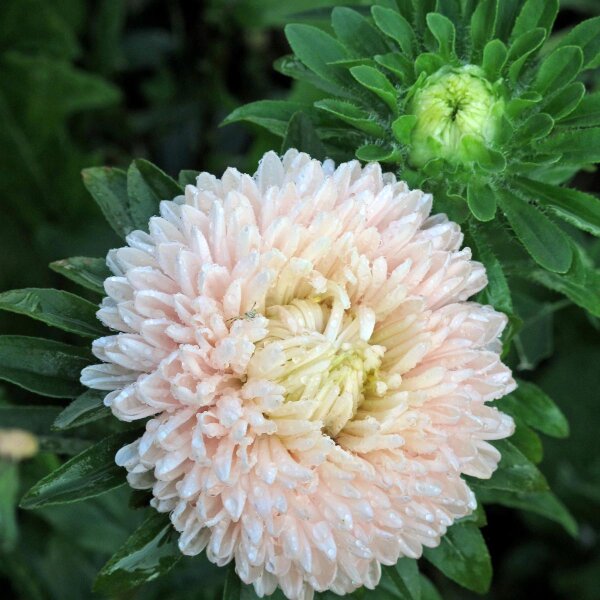 Astro della Cina (Callistephus chinensis) semi