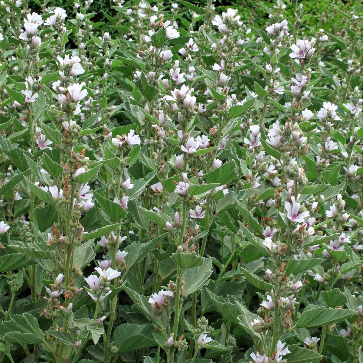Altea comune (Althaea officinalis) Biologico semi