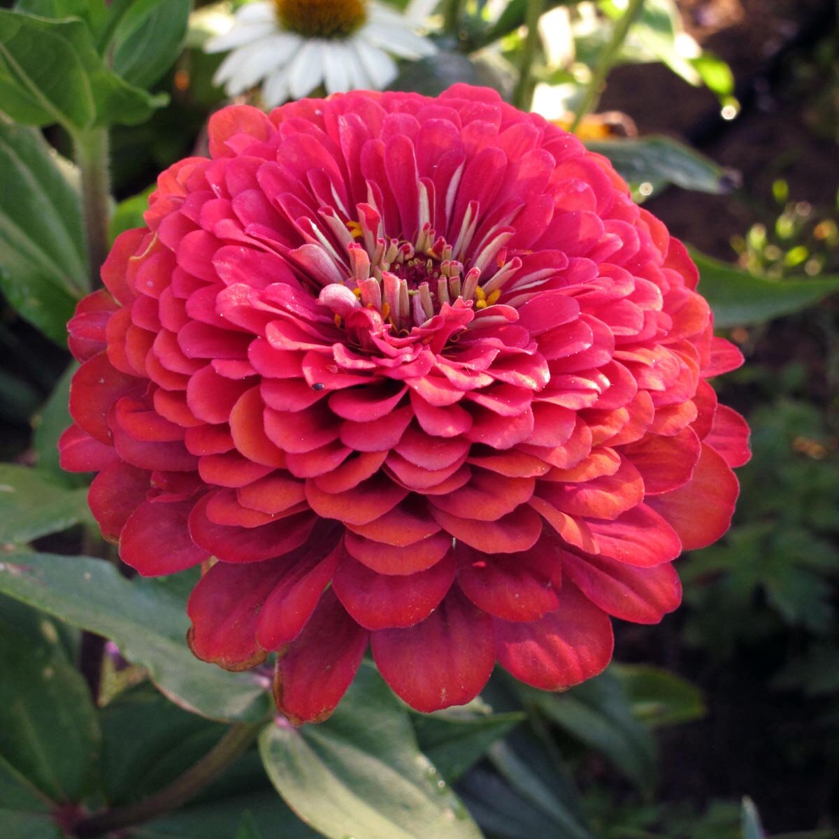 Zinnia nana 'Lilliput Mix' (Zinnia elegans) semi