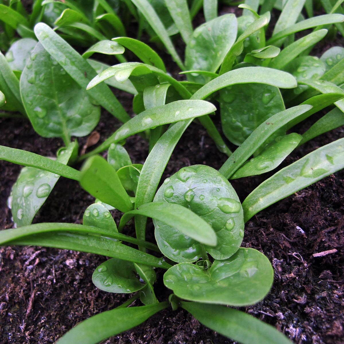 Spinacio 'Matador' (Spinacia oleracea) semi