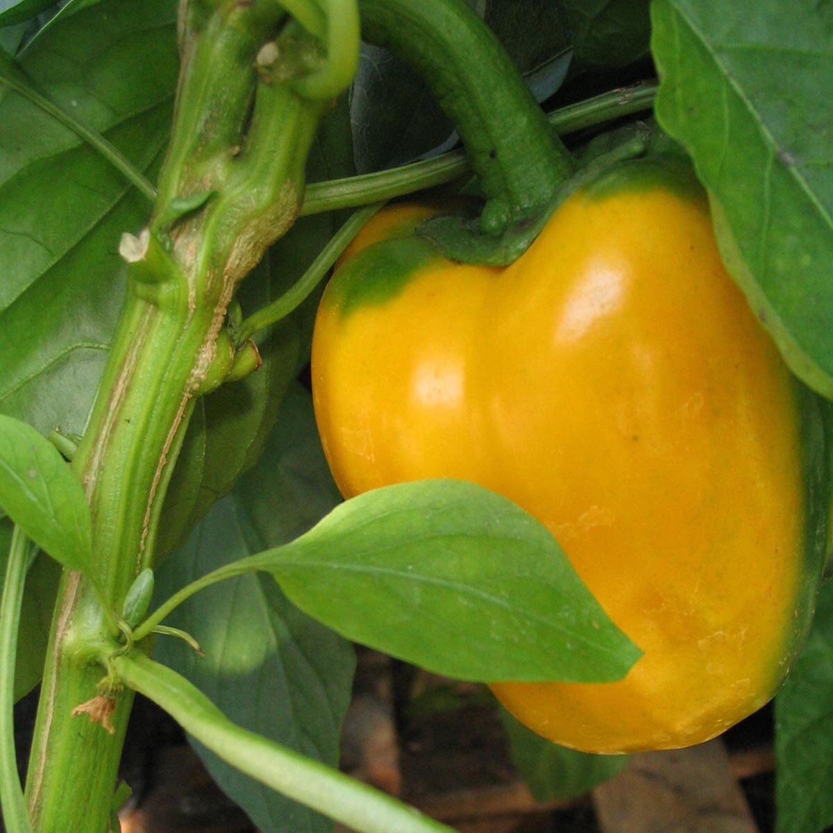 Peperone giallo 'Quadrato D'asti' (Capsicum annuum) semi