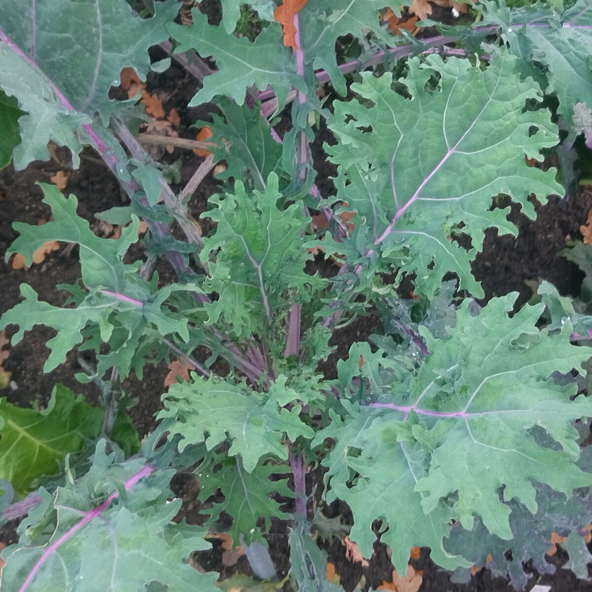 Cavolo riccio 'Red Russian Kale' (Brassica napus var. pabularia) semi