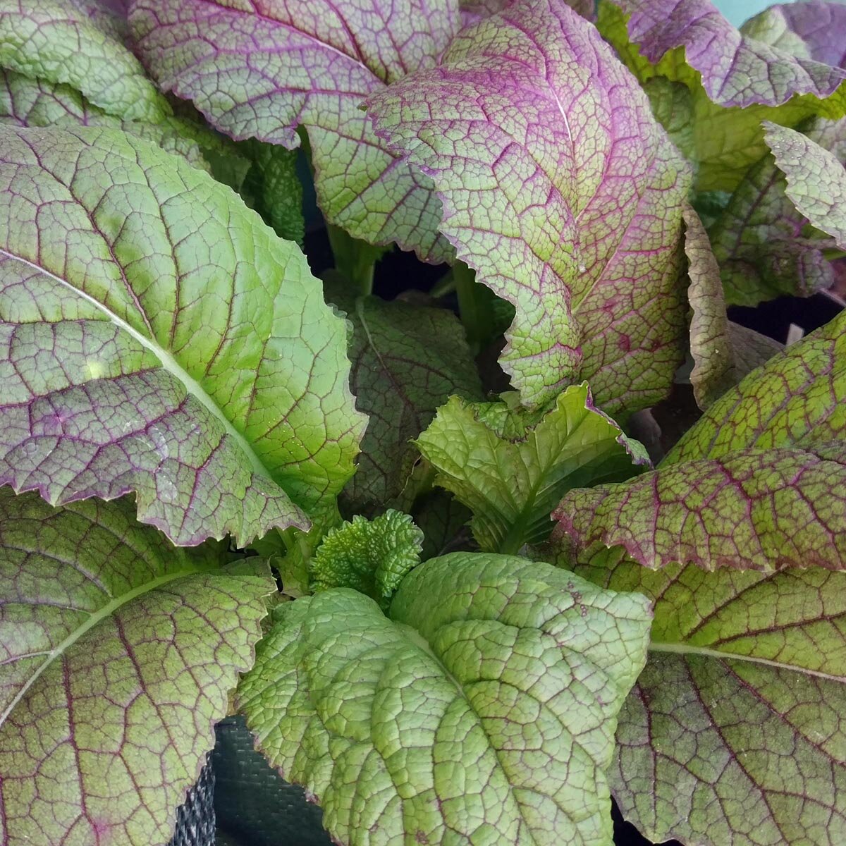 Senape rossa 'Red Giant' (Brassica juncea) semi