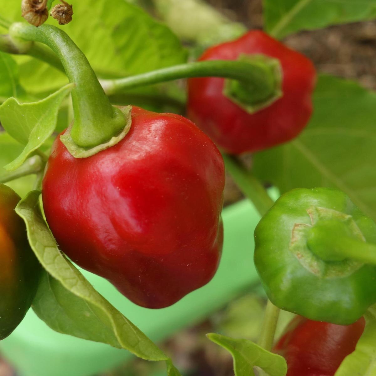 Peperoncino 'Scotch Bonnet' (Capsicum chinense) semi