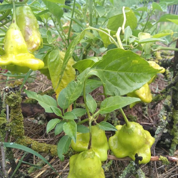 Peperoncino 'Jamaican Bell' (Capsicum baccatum) semi