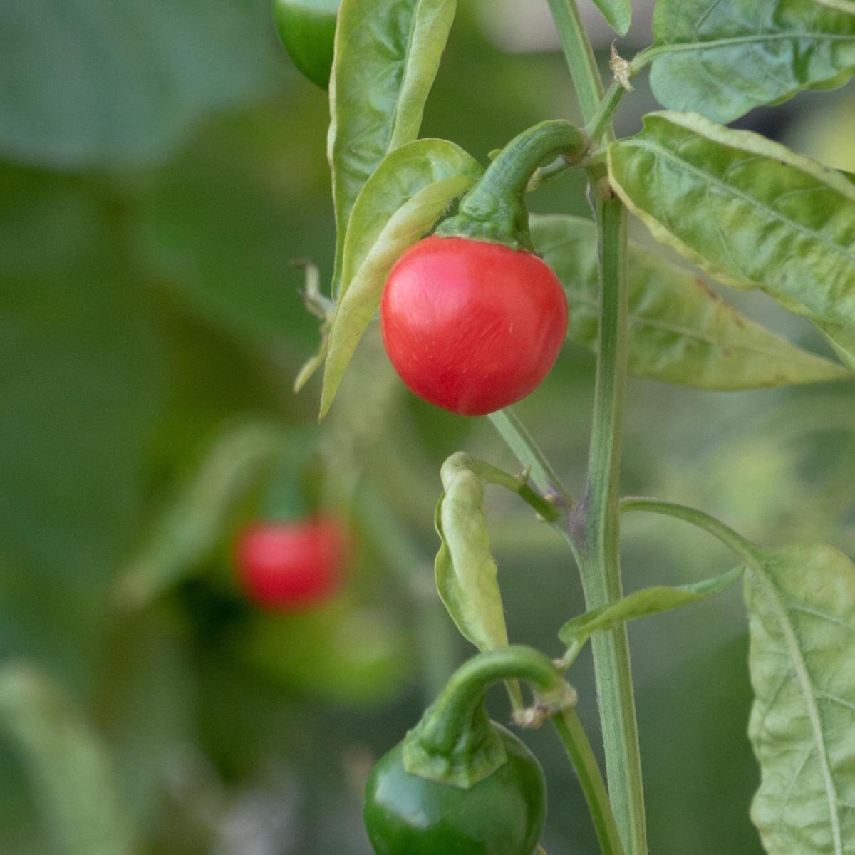 Peperoncino 'Cascabel' (Capsicum annuum) semi