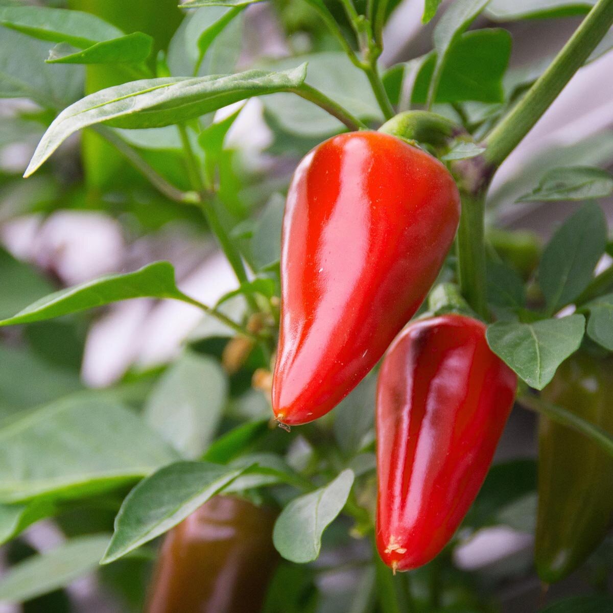 Peperoncino 'Gorria/ Espelette' (Capsicum annuum) semi
