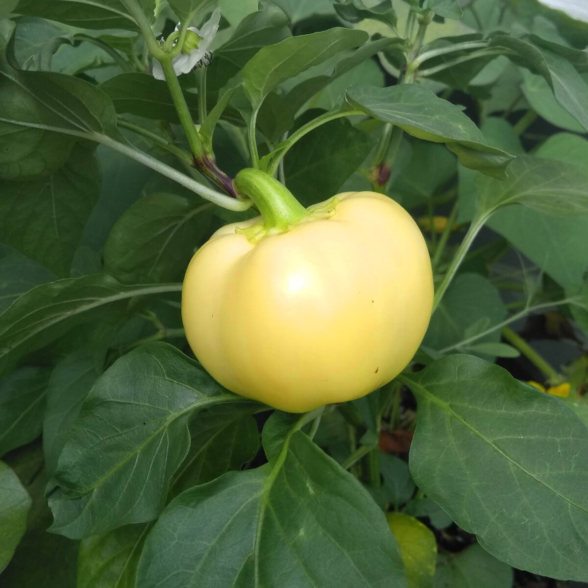Peperoncino 'White Fire' (Capsicum annuum) semi