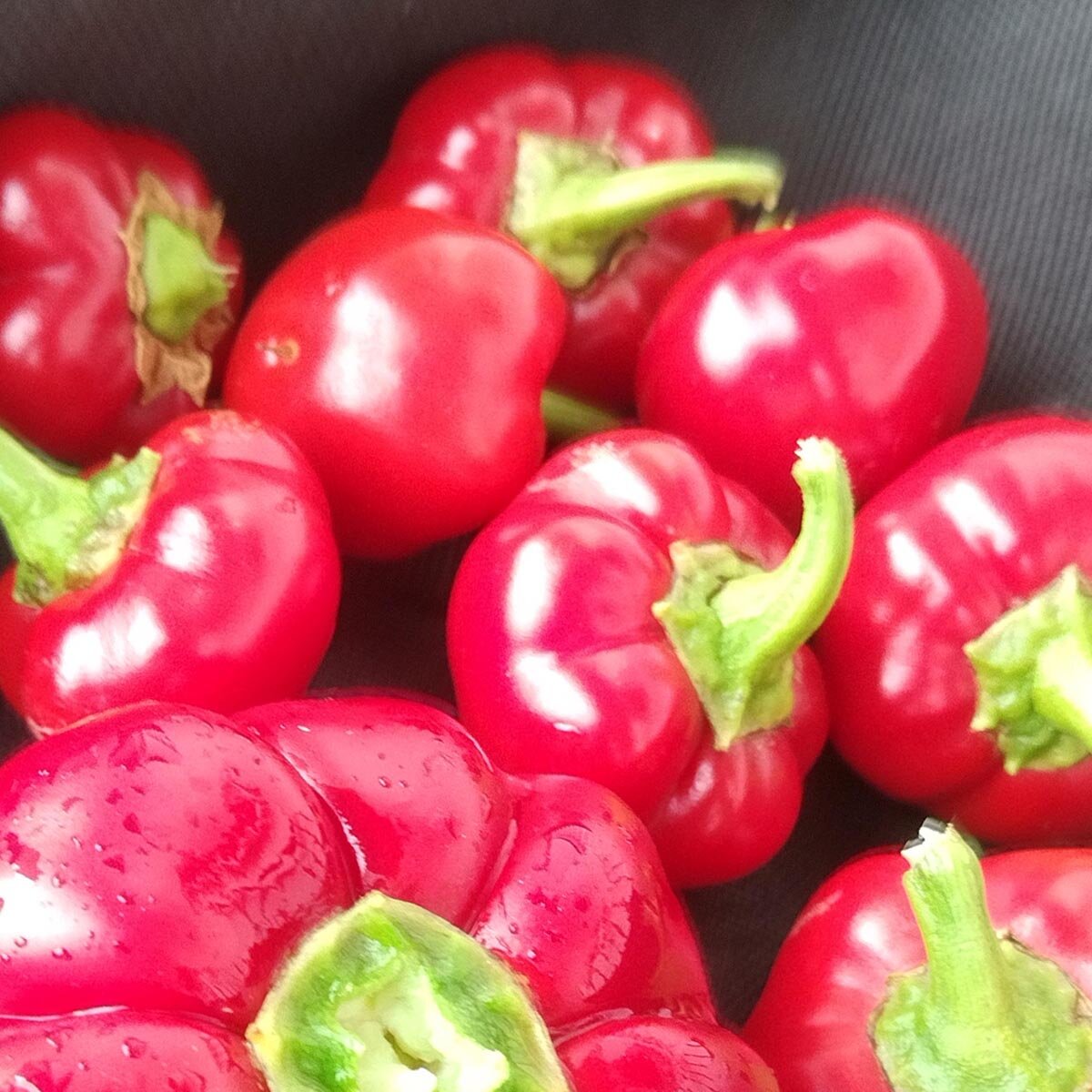 Peperone tondo 'Red Cheese Pepper' (Capsicum annuum) semi
