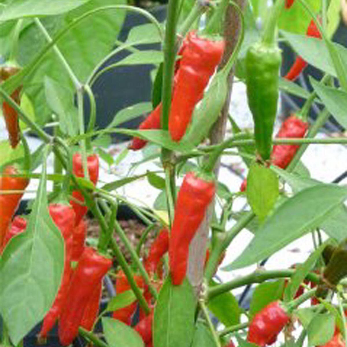 Peperoncino della foresta tropicale 'Mazaroni' (Capsicum annuum) semi