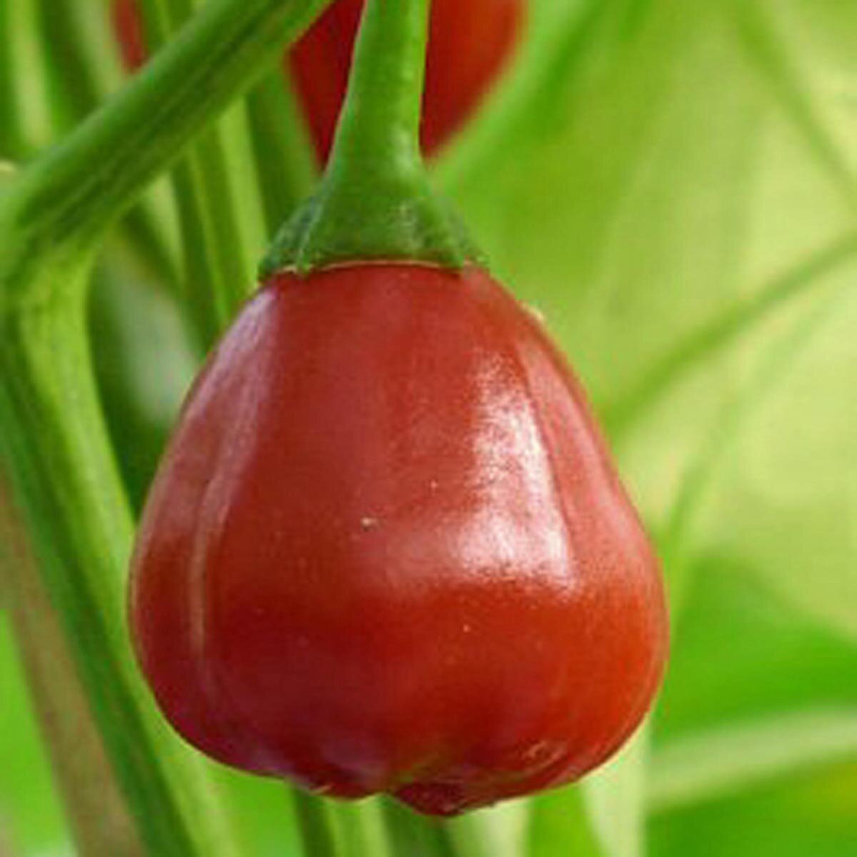 Peperoncino 'Speedball' (Capsicum baccatum) - circa 10 semi
