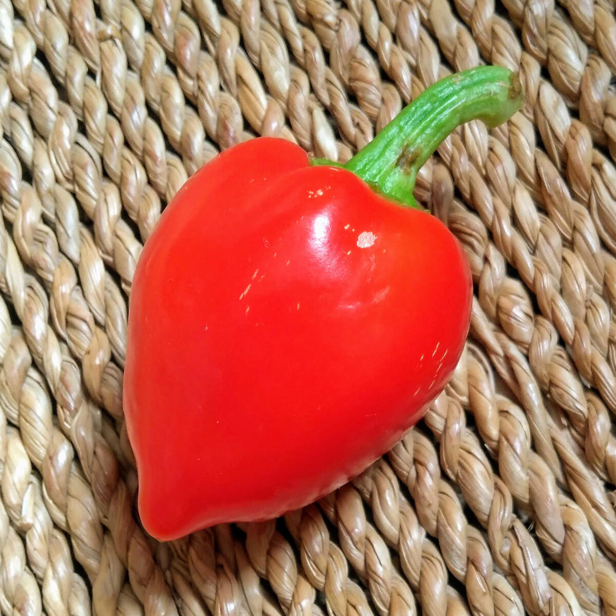 Peperoncino 'Inca Red Drop' (Capsicum baccatum) - circa 10 semi