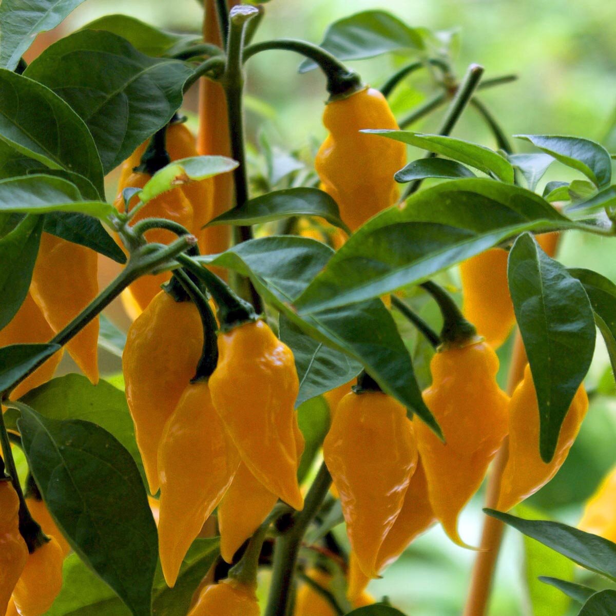Peperoncino africano 'Fatalii' (Capsicum chinense) semi