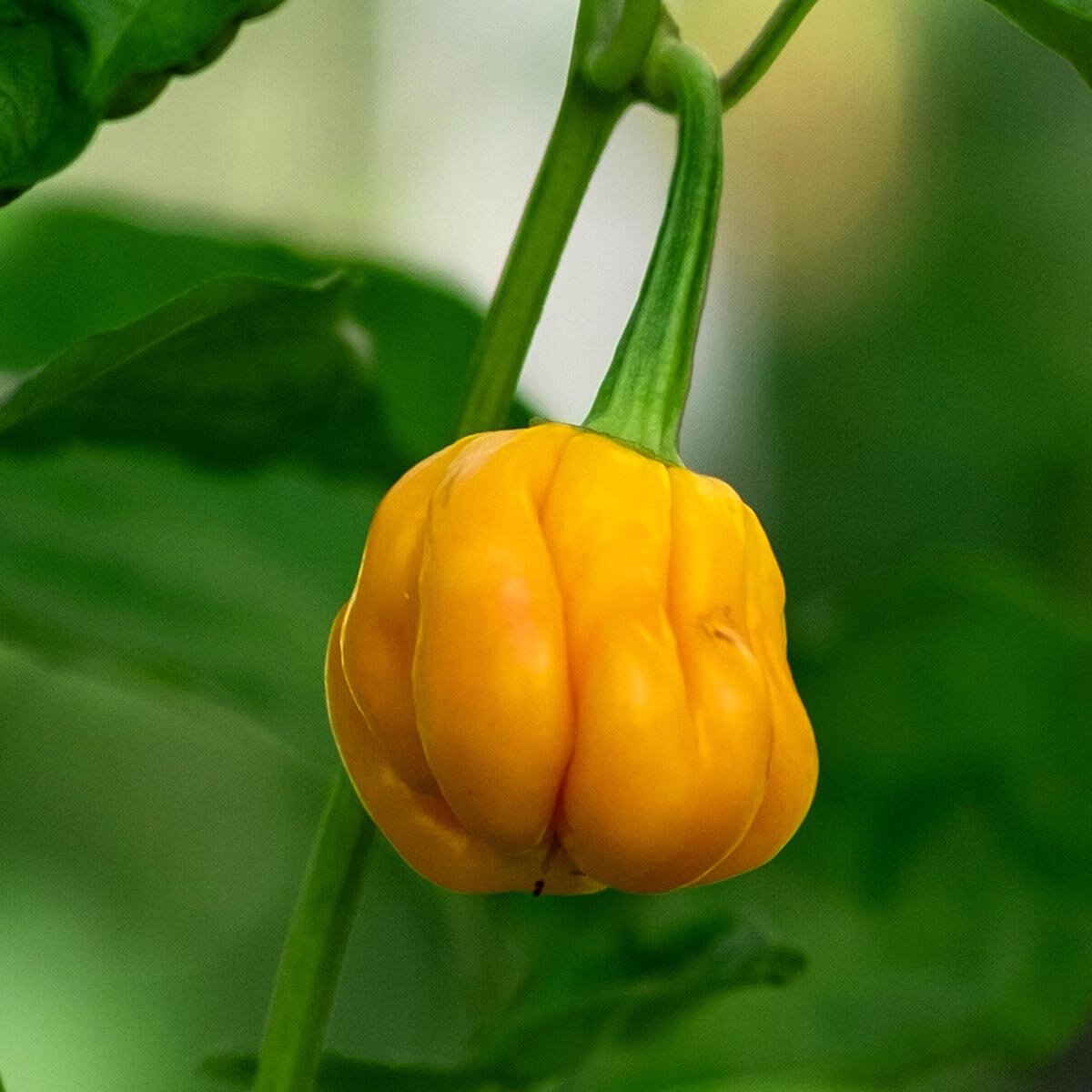 Peperoncino 'Habanero Mustard' (Capsicum chinense) semi