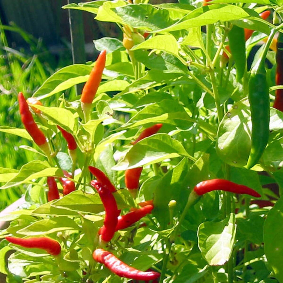 Peperoncino 'Malagueta' (Capsicum frutescens) semi