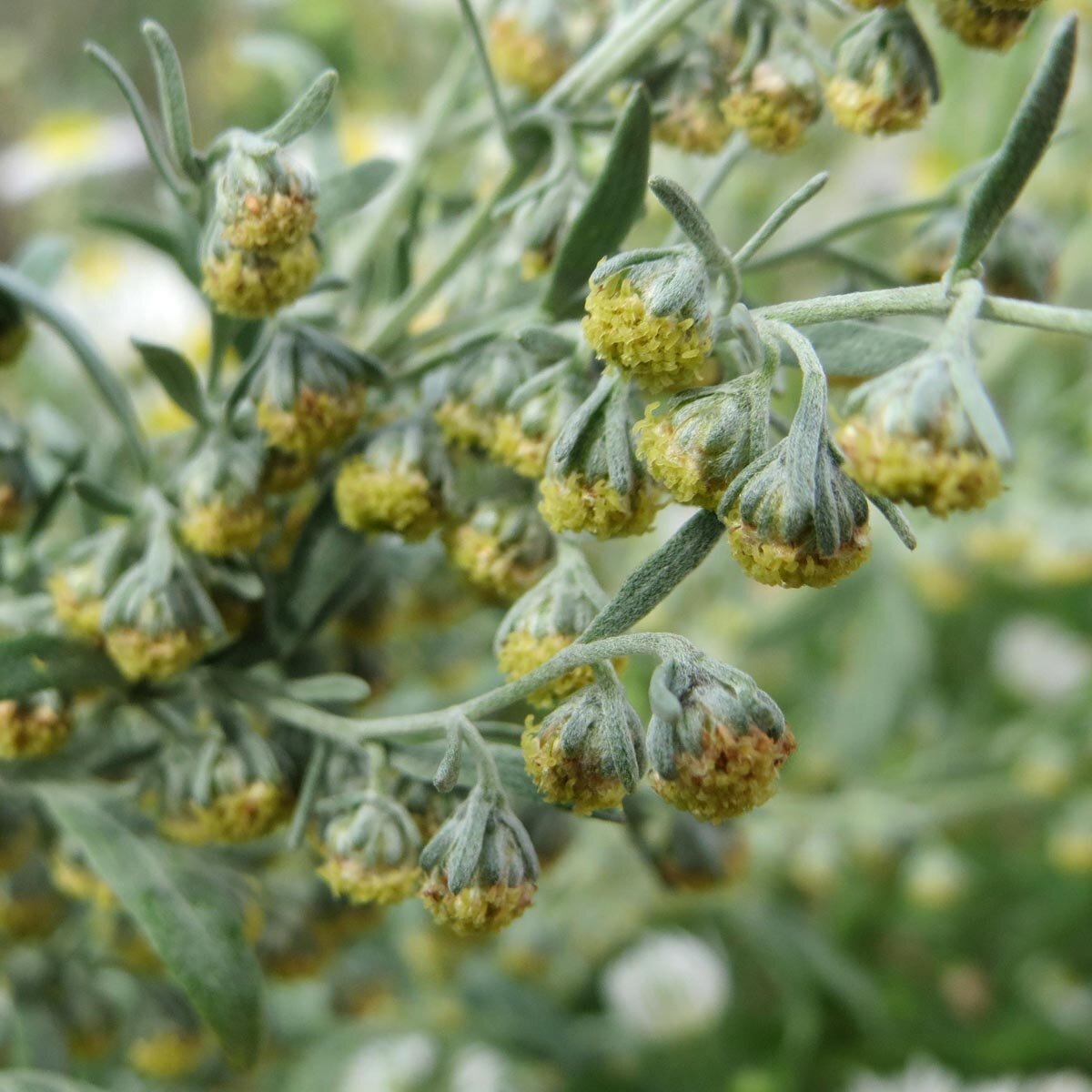 Assenzio maggiore (Artemisia absinthium) - circa 4000 semi