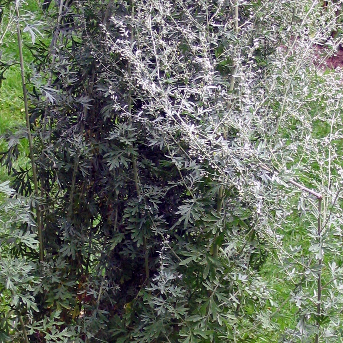 Assenzio maggiore (Artemisia absinthium) - circa 4000 semi