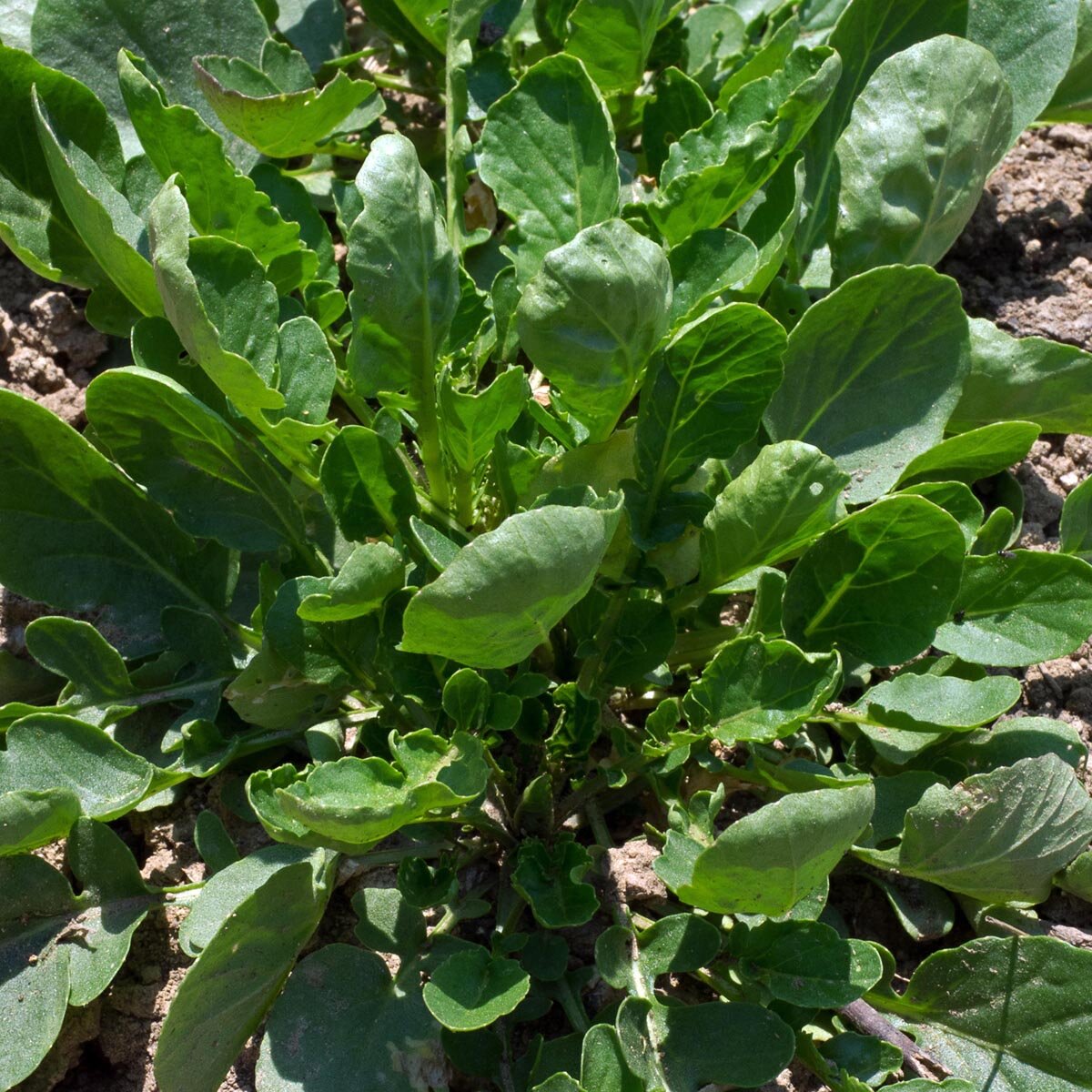 Erba di Santa Barbara (Barbarea vulgaris) - circa 1000 semi