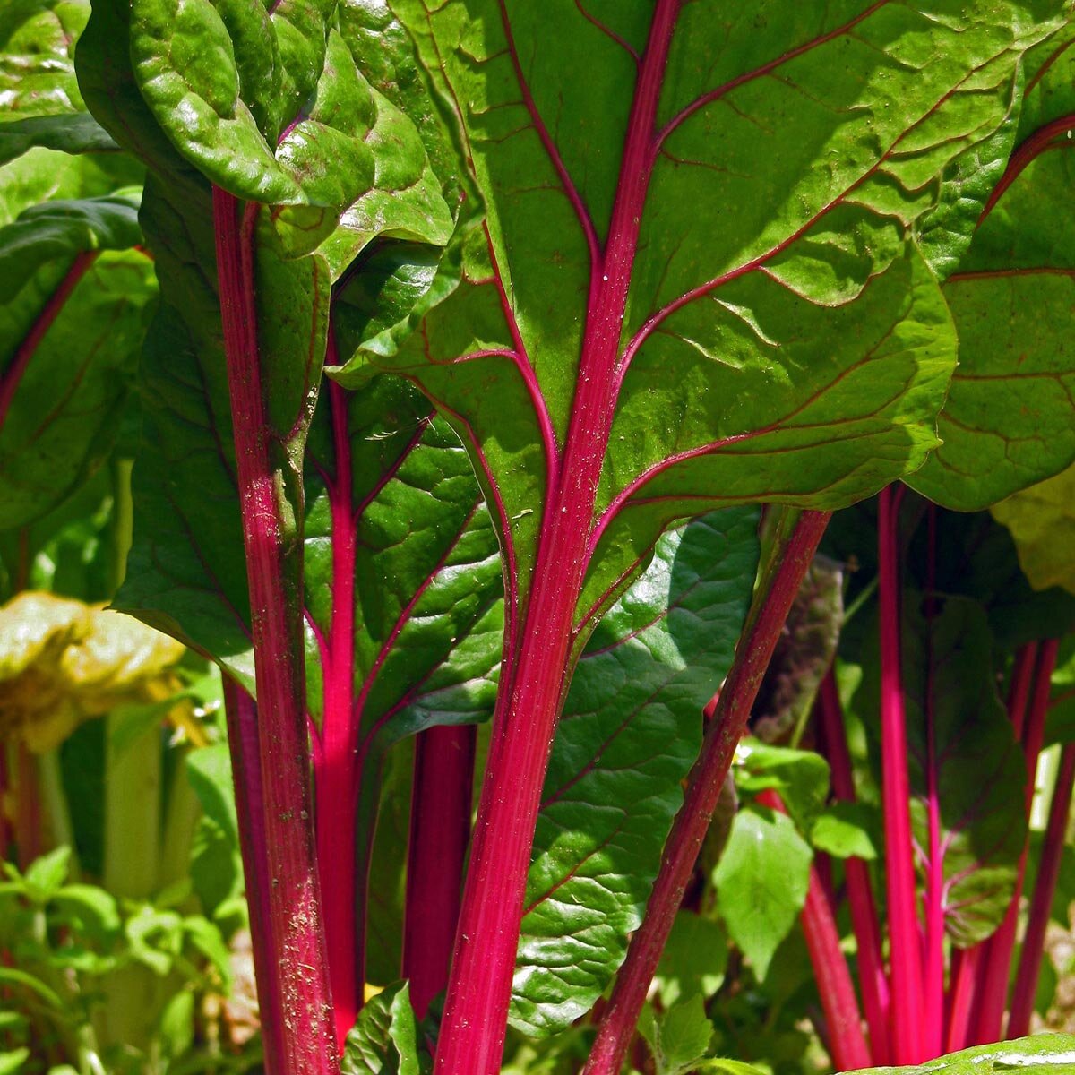 Bietola rossa 'Vulkan' (Beta vulgaris var. cicla) - circa 80 semi