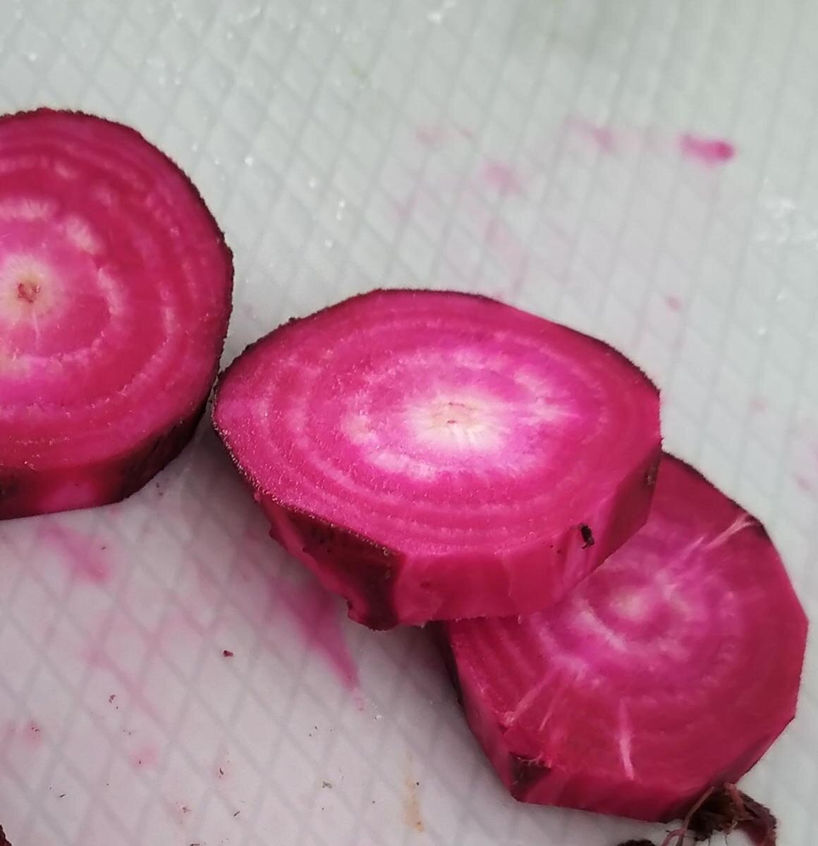 Barbabietola 'Crapaudine' (Beta vulgaris) - circa 100 semi