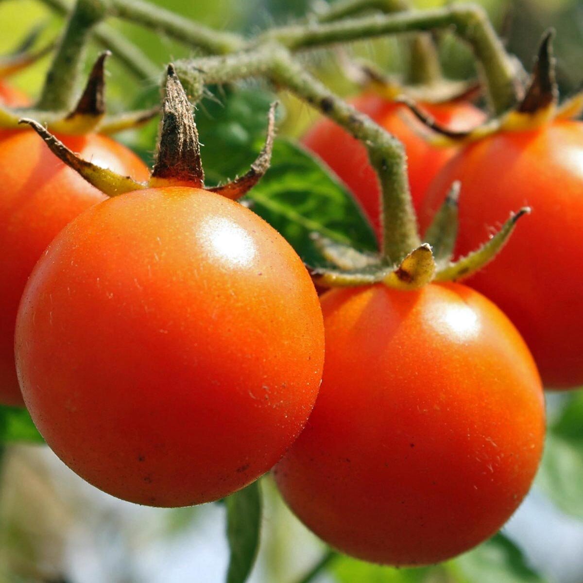 Pomodoro 'Matina' (Lycopersicum esculentum) biologico semi