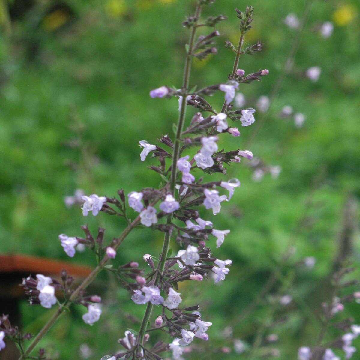 Nepitella / Mentuccia (Calamintha nepata) - circa 300 semi