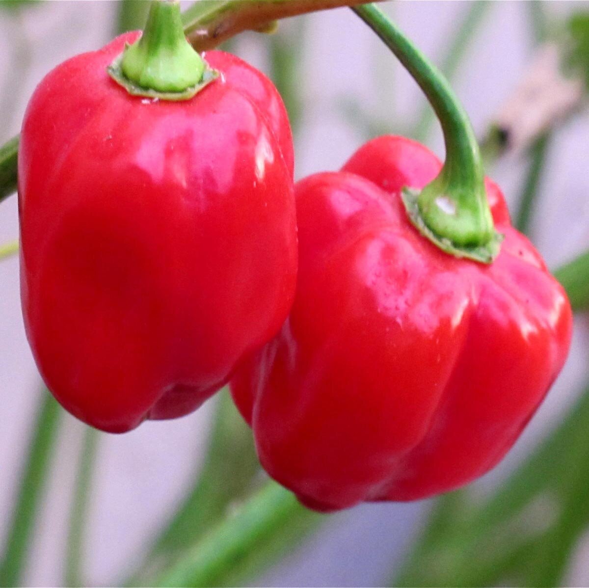 Peperoncino Habanero 'Red Caribbean' (Capsicum chinense) - circa 10 semi