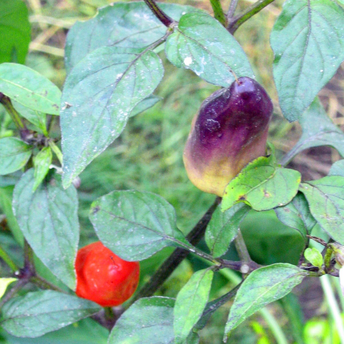 Peperoncino 'Numex Twilight' (Capsicum frutescens) - circa 10 semi