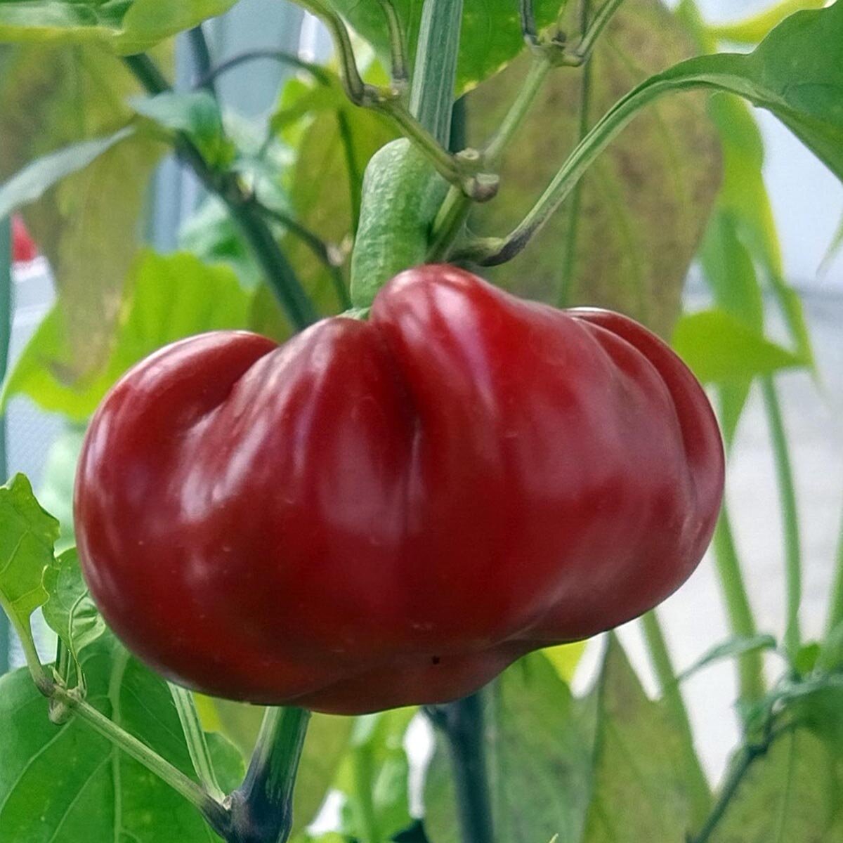 Peperoncino rotondo ungherese (Capsicum annuum) biologico semi
