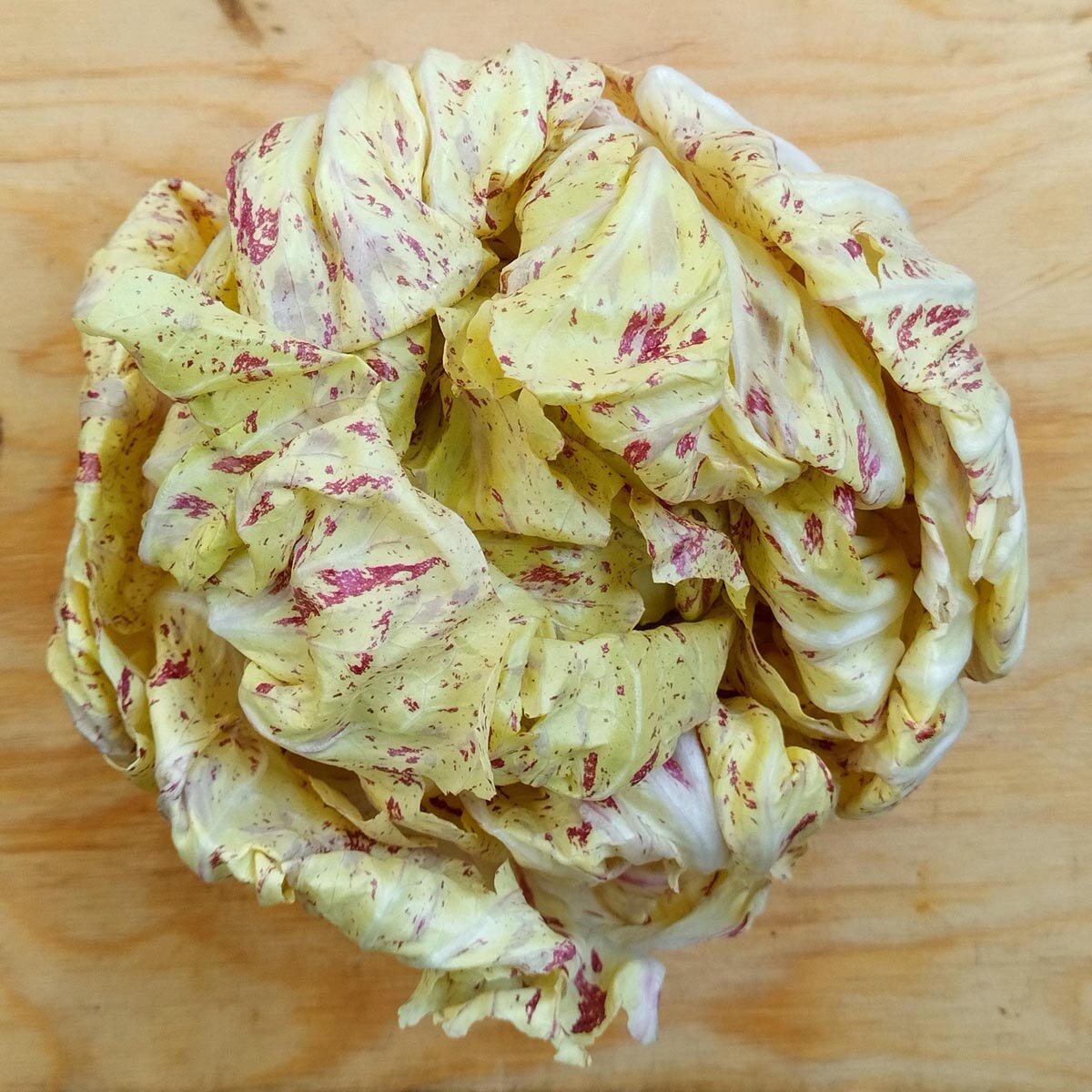 Radicchio 'Variegato di Castelfranco' (Cichorium intybus var. foliosum ...