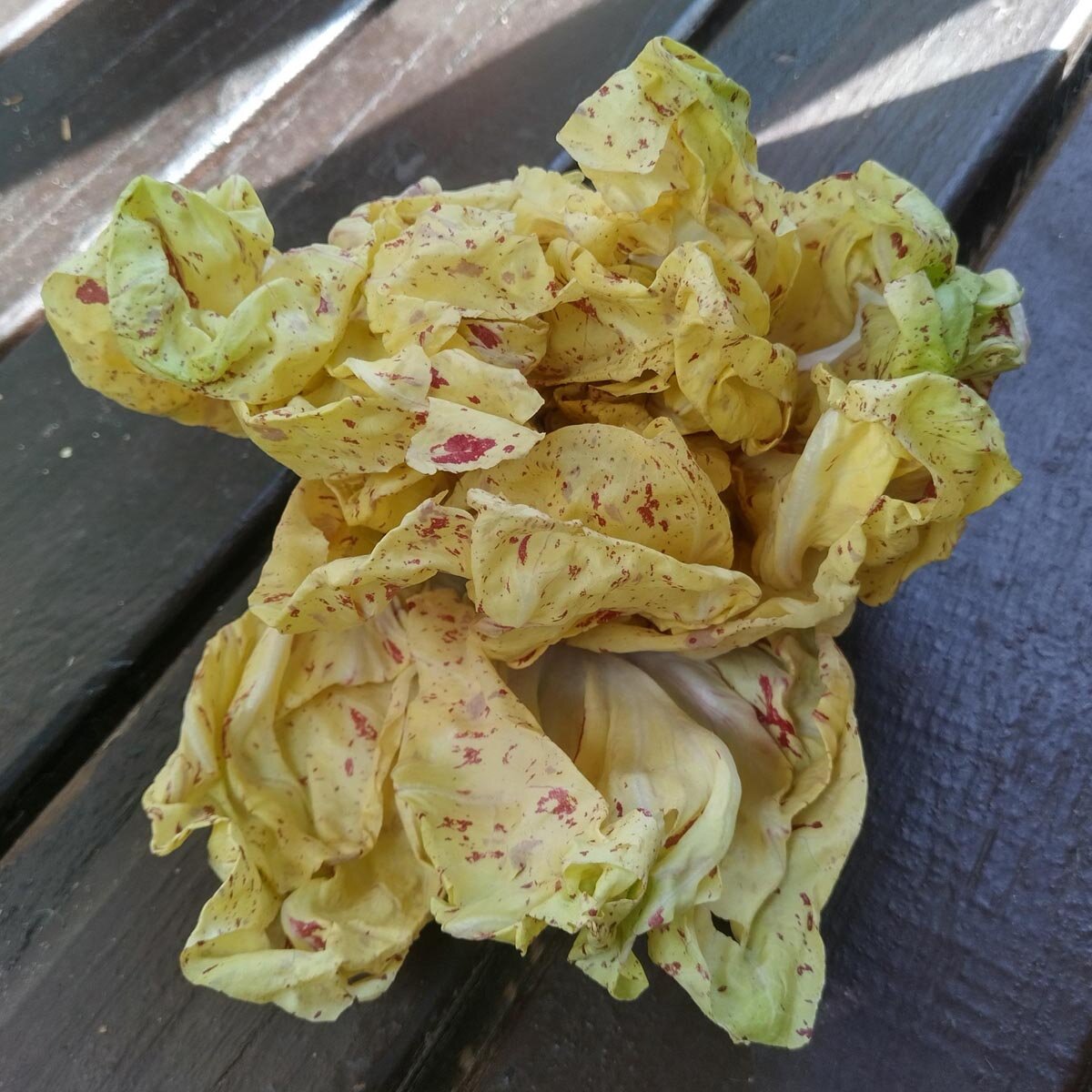 Radicchio 'Variegato di Castelfranco' (Cichorium intybus var. foliosum ...