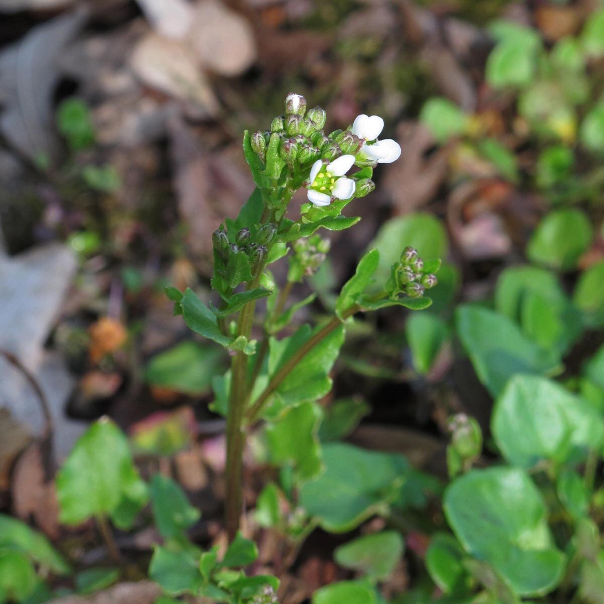 Coclearia medicinale (Cochlearia officinalis) semi