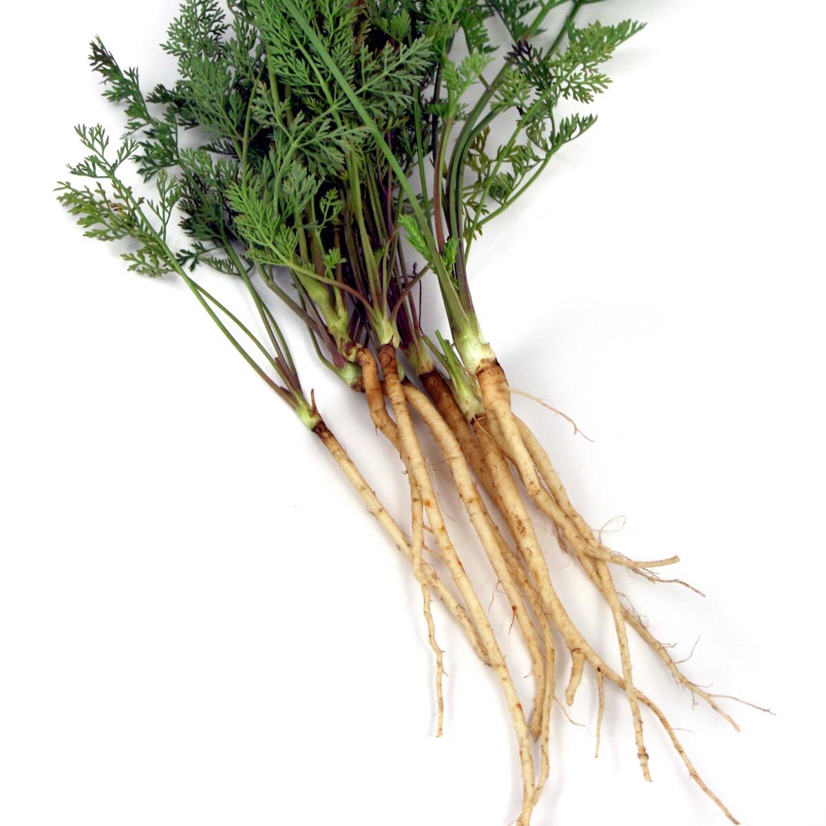 Carota selvatica (Daucus carota ssp. carota) 1000 semi, ottima pianta ...