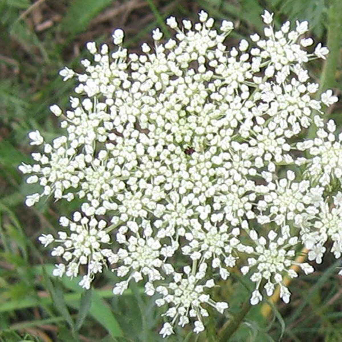 Carota selvatica (Daucus carota ssp. carota) 1000 semi, ottima pianta ...