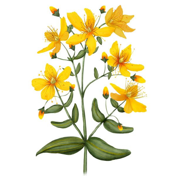 Iperico / Erba di San Giovanni (Hypericum perforatum) semi
