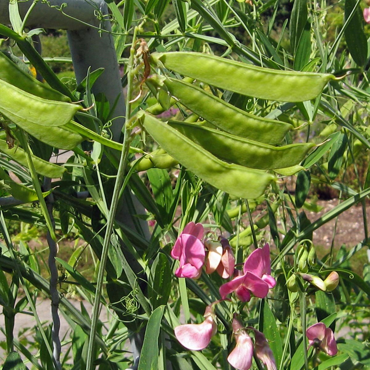 Pisello odoroso (Lathyrus odoratus) - circa 15 semi