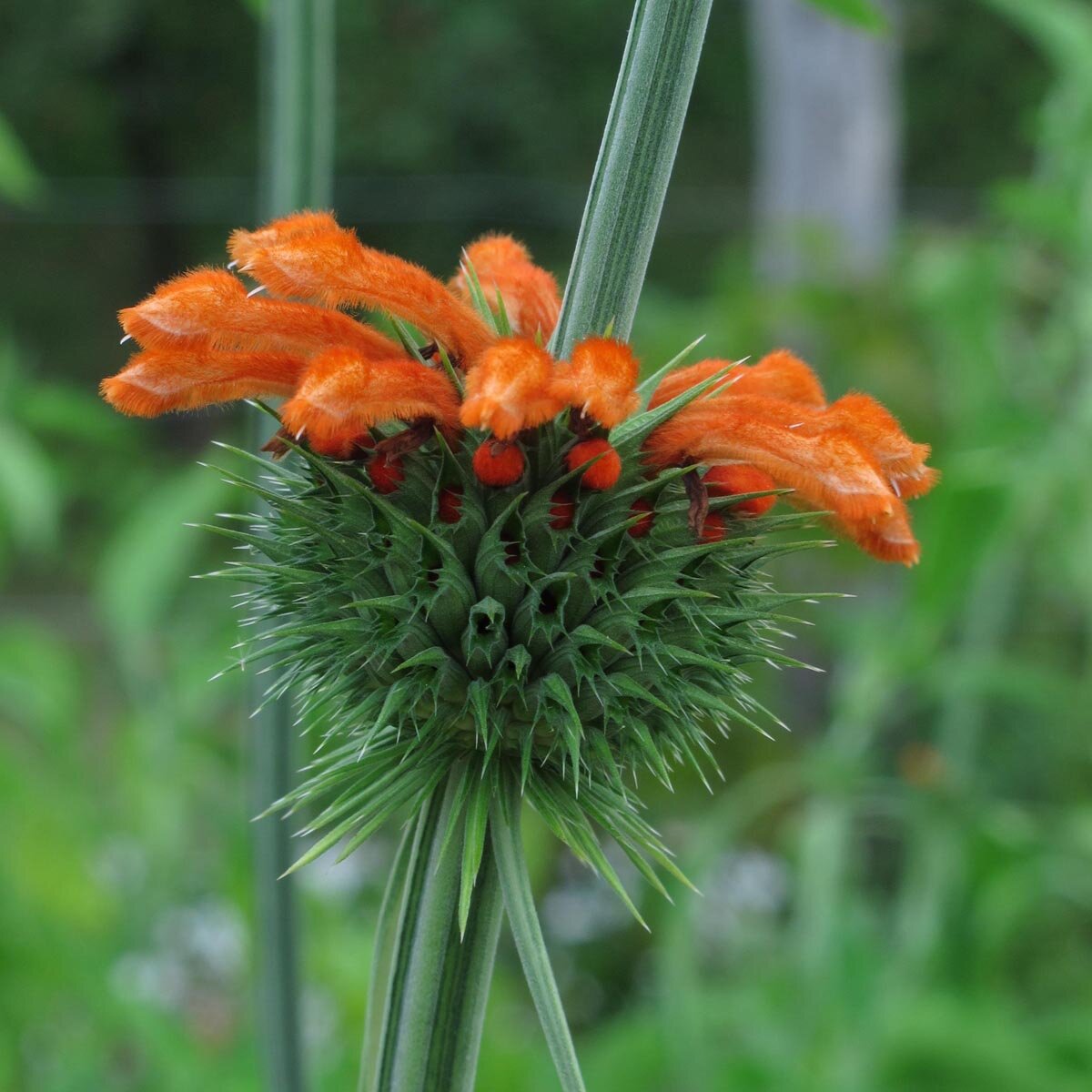 Coda di leone (Leonotis leonurus) - circa 20 semi