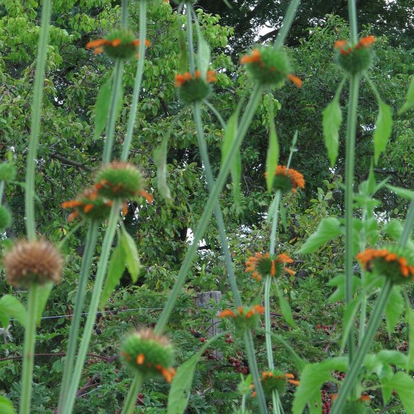 Coda di leone (Leonotis leonurus) - circa 20 semi