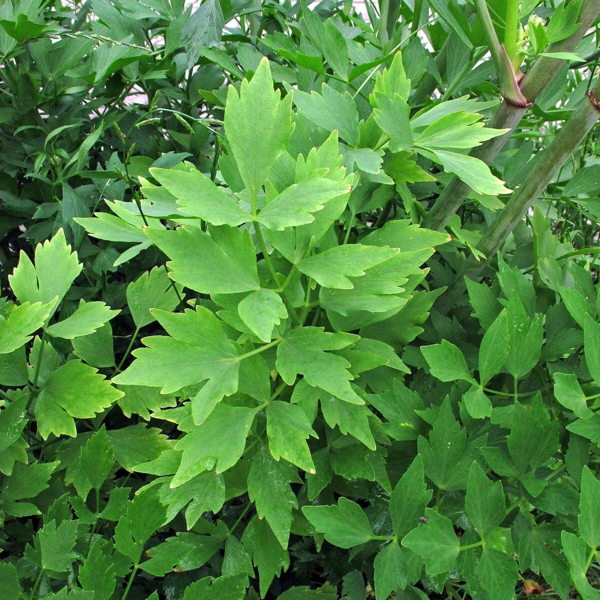 Levistico / Sedano di monte (Levisticum officinale) - circa 100 semi