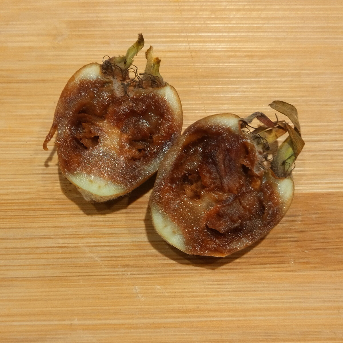 Nespolo comune (Mespilus germanica) semi