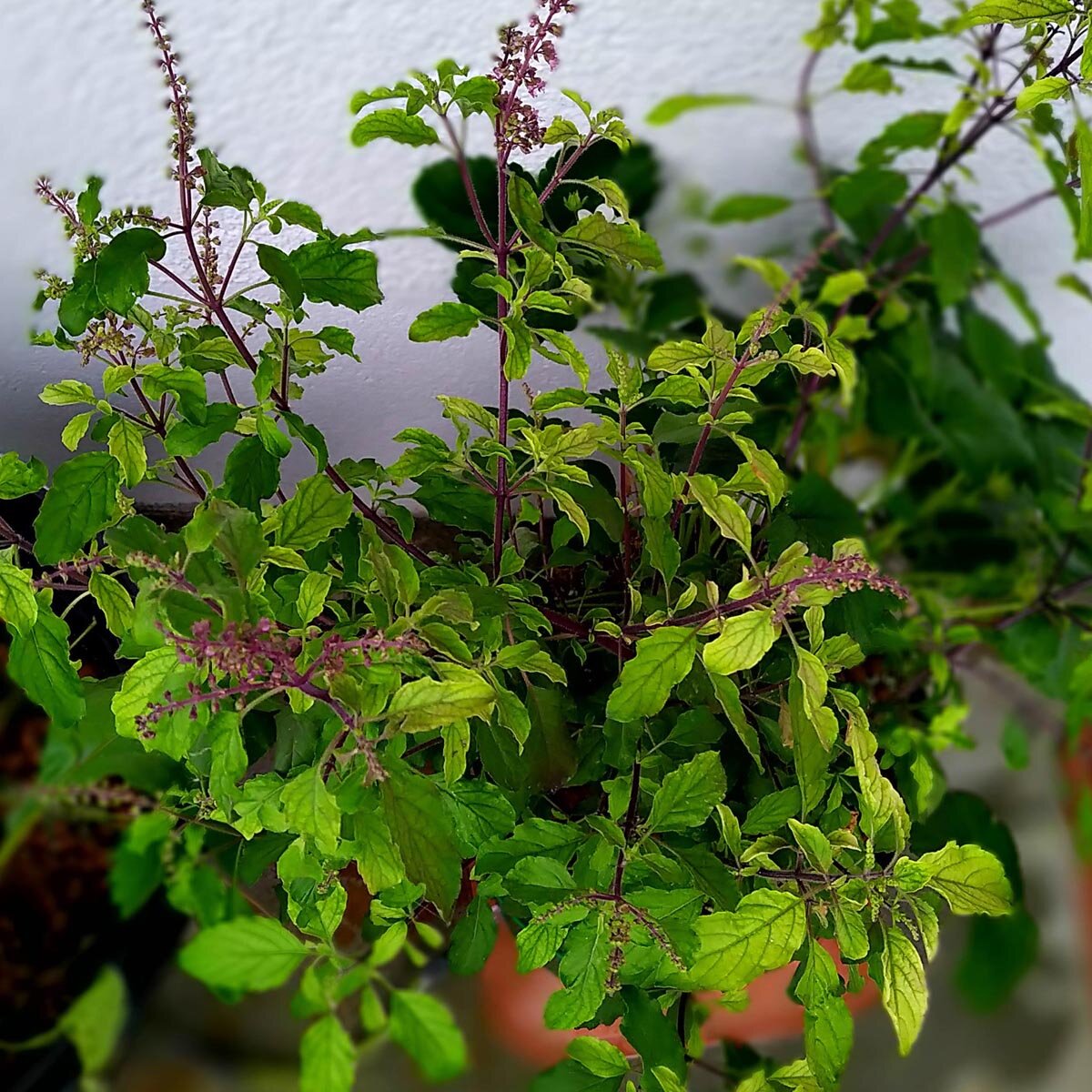 Basilico sacro / Tulsi (Ocimum sanctum syn. tenuiflorum)
