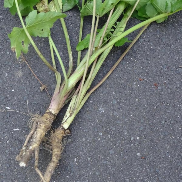 Pastinaca selvatica (Pastinaca sativa ssp. sylvestris) semi