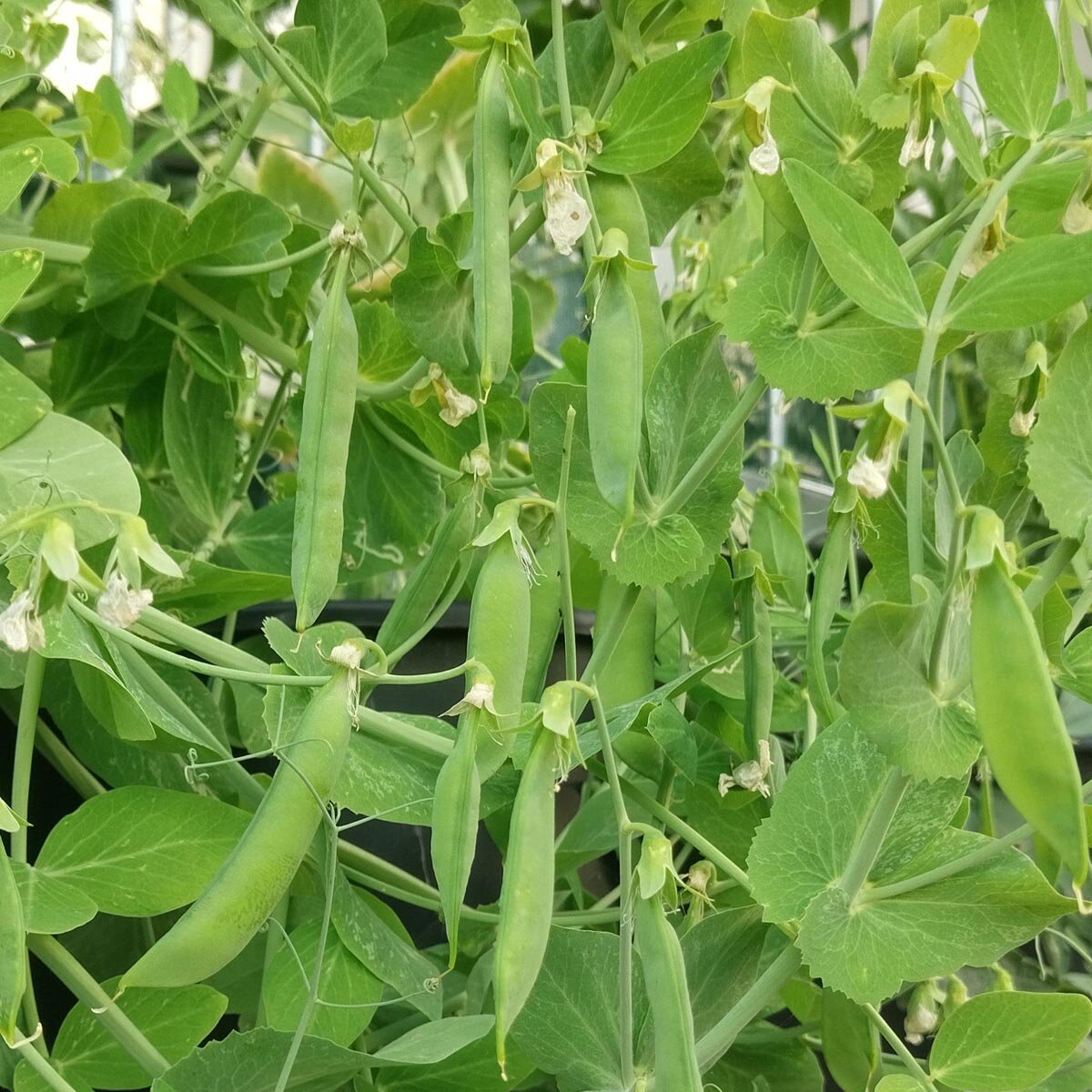 Pisello nano 'Kleine Rheinländerin' (Pisum sativum) semi